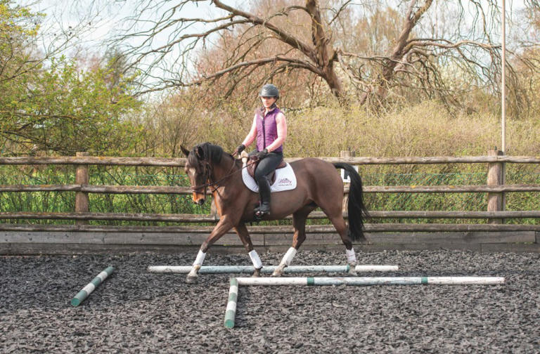 Dressage judges explain how to improve your test score