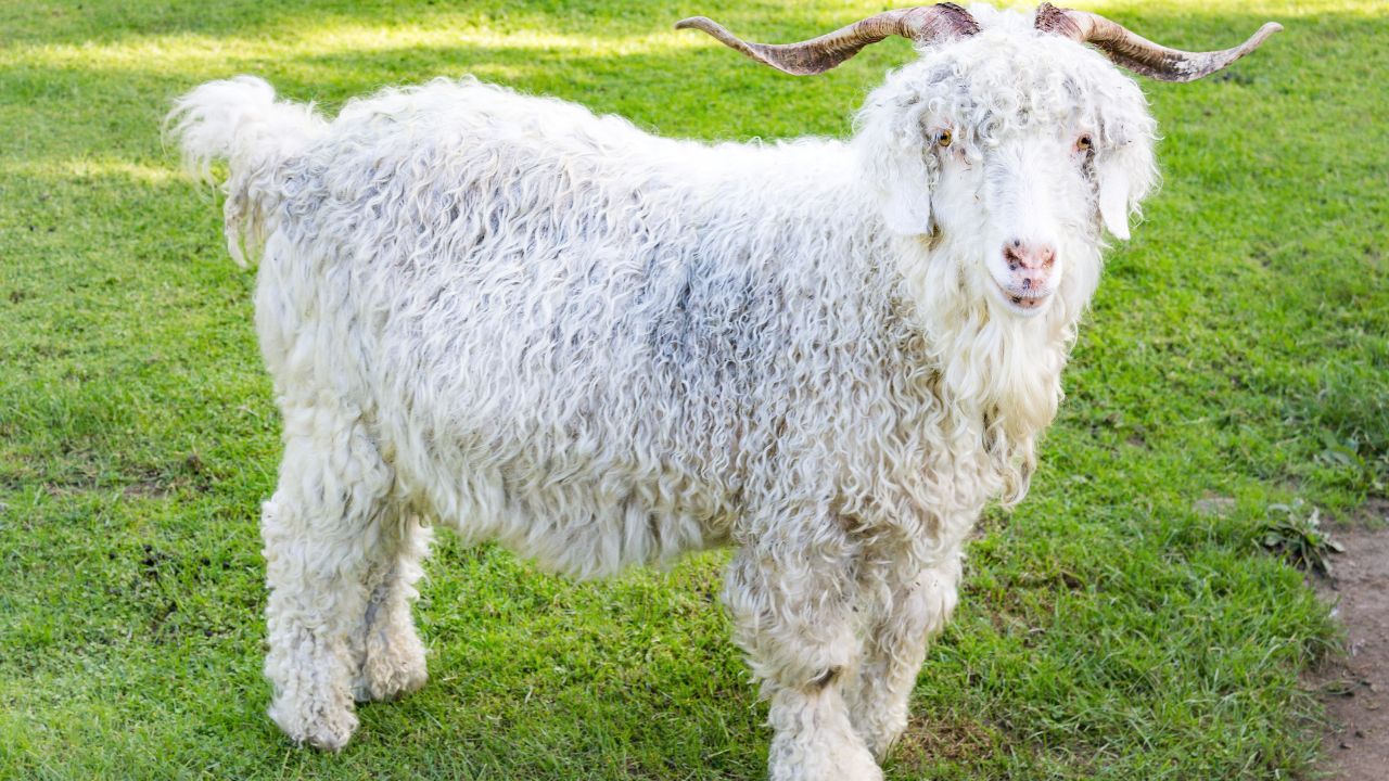 I Raised Angora Goats for Their Wool and Ended Up With a Whole Lot More ...