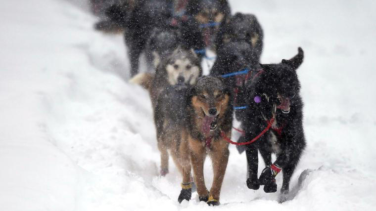 How to watch Iditarod 2025: Start time, channel, live stream and more ...