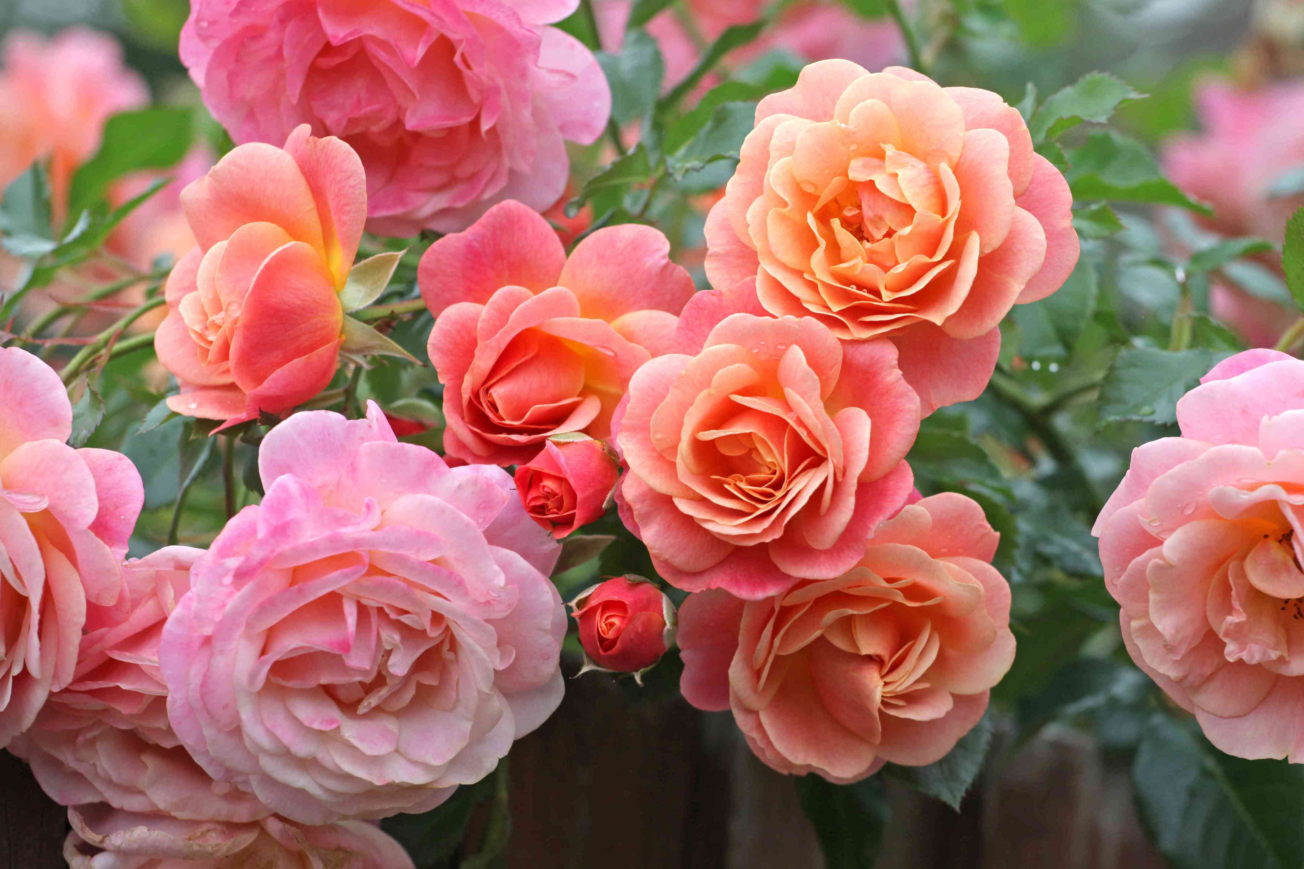 This Is When You Should Fertilize Roses For The Best Blooms