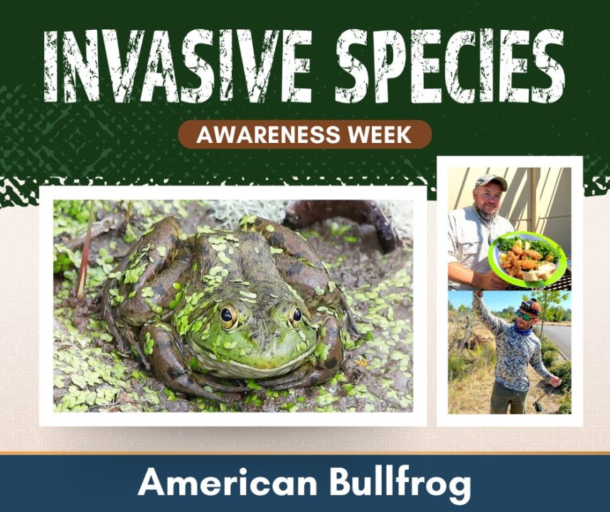 PHOTOS: A look at some of Oregon’s worst invasive species