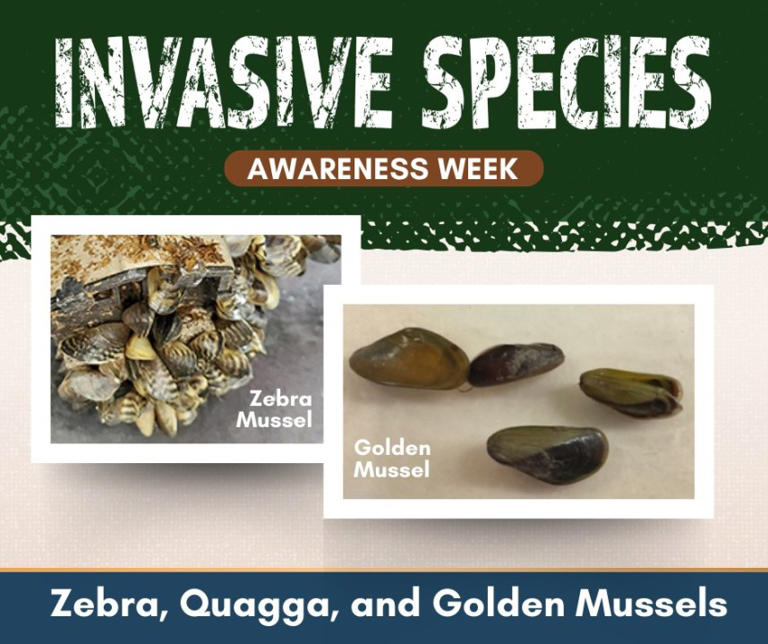 Photos: A look at some of Oregon’s worst invasive species