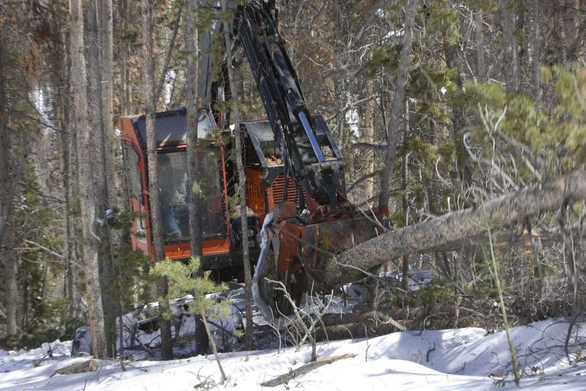 Trump order calls for immediate expansion of timber production