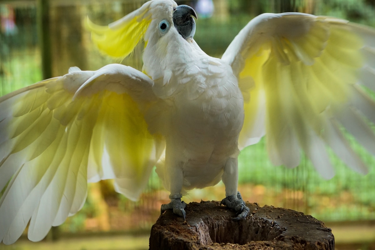 Funny Cockatoo Doing Little Dance to 'Elmo's Song' Deserves a Spot on ...