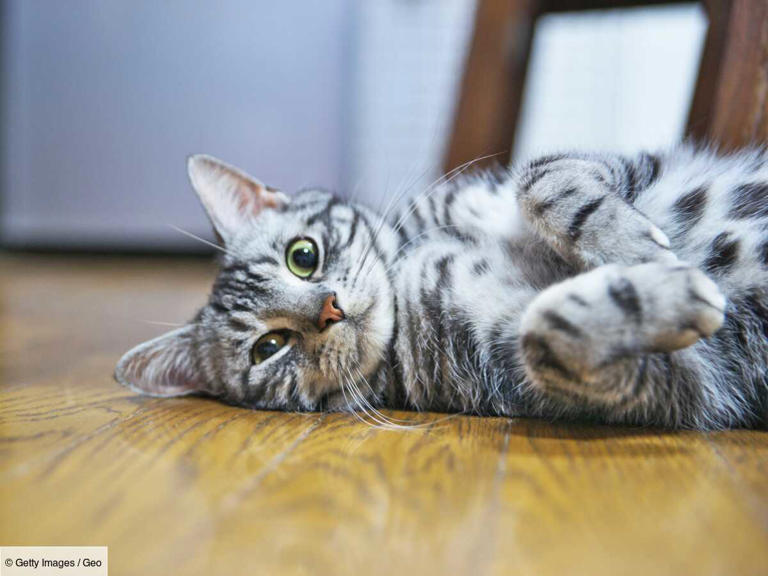 Comment calculer l'âge d'un chat