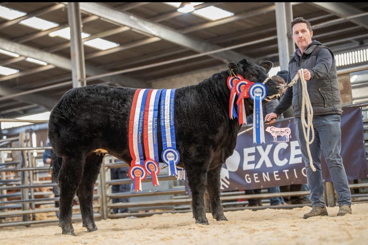 Ballymena record for commercial heifer achieved at Springtime ...