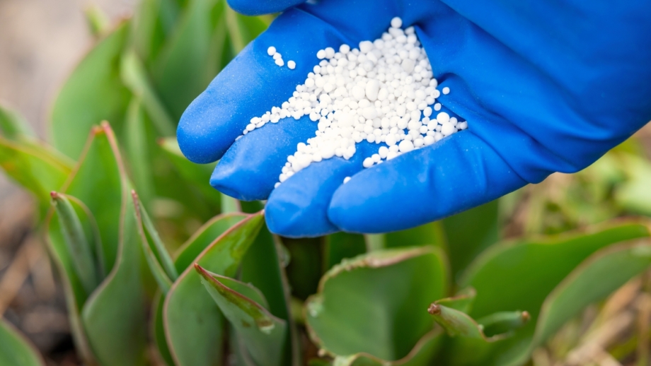 When and How to Fertilize Tulips for Bright Spring Blooms