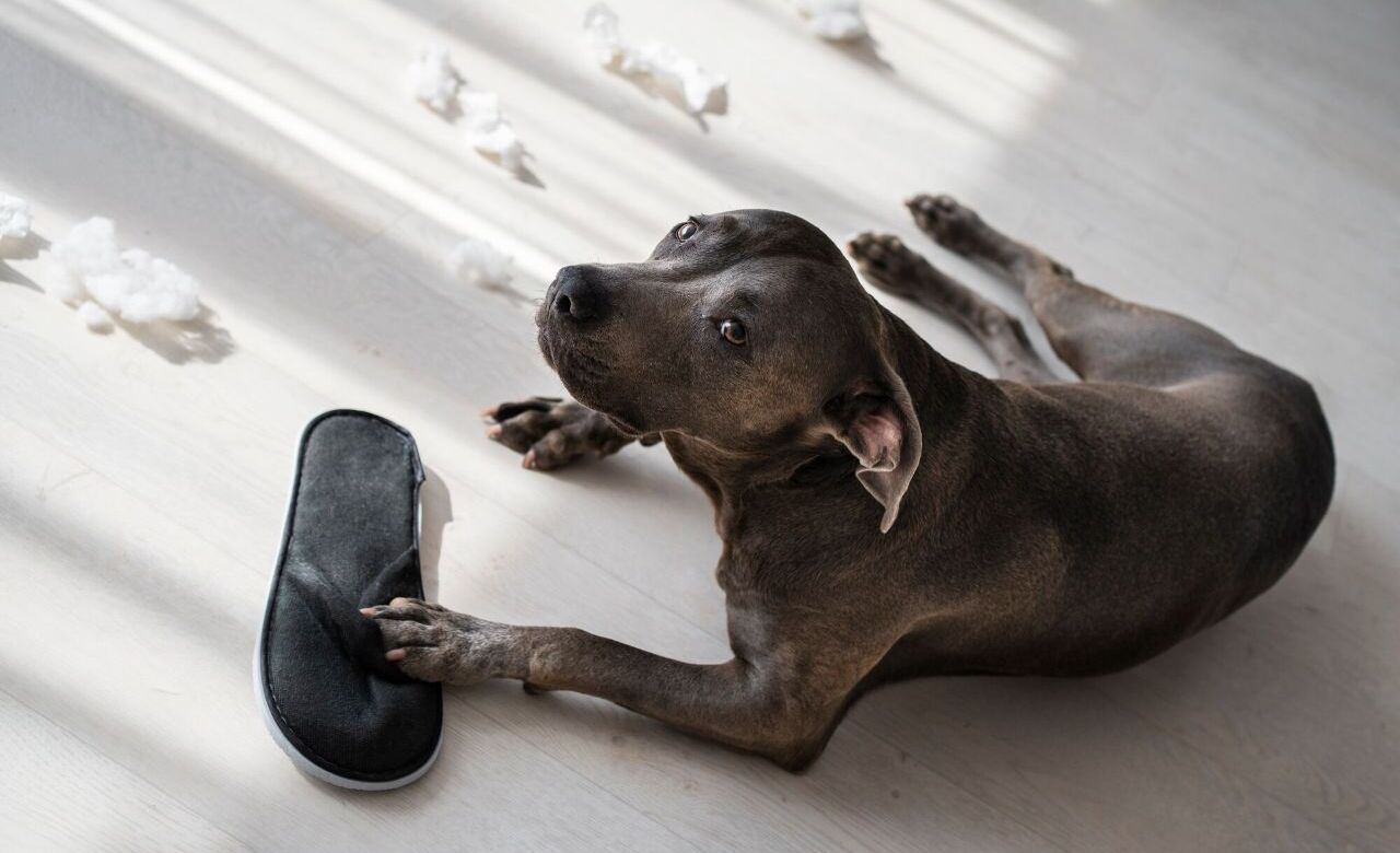 12 Mischievous Dog Breeds That Will Keep You On Your Toes (And 5 That ...