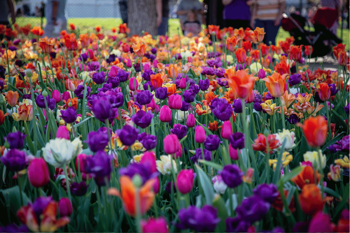 7 Must-See Tulip Festivals in the Midwest for 2025