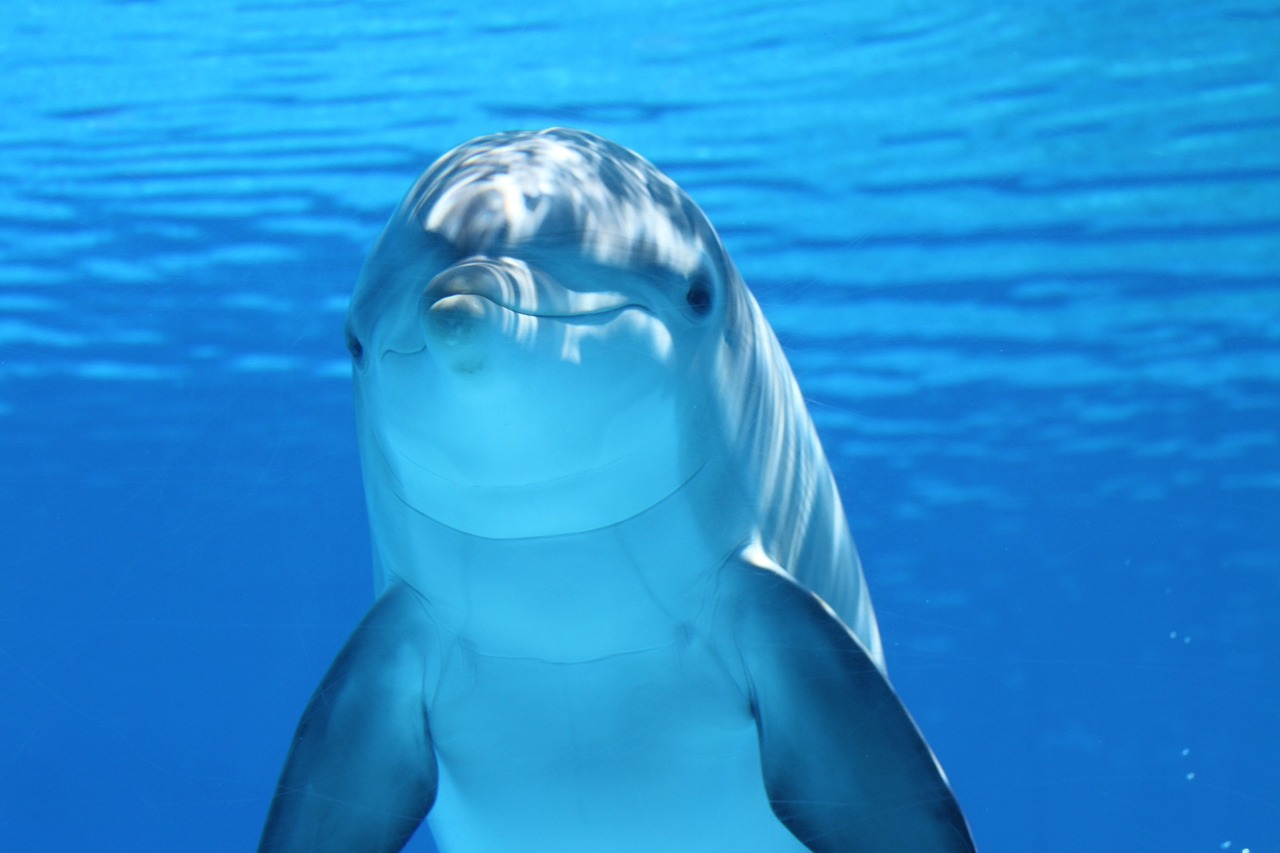The Most Intelligent Marine Animals and Their Astonishing Behaviors