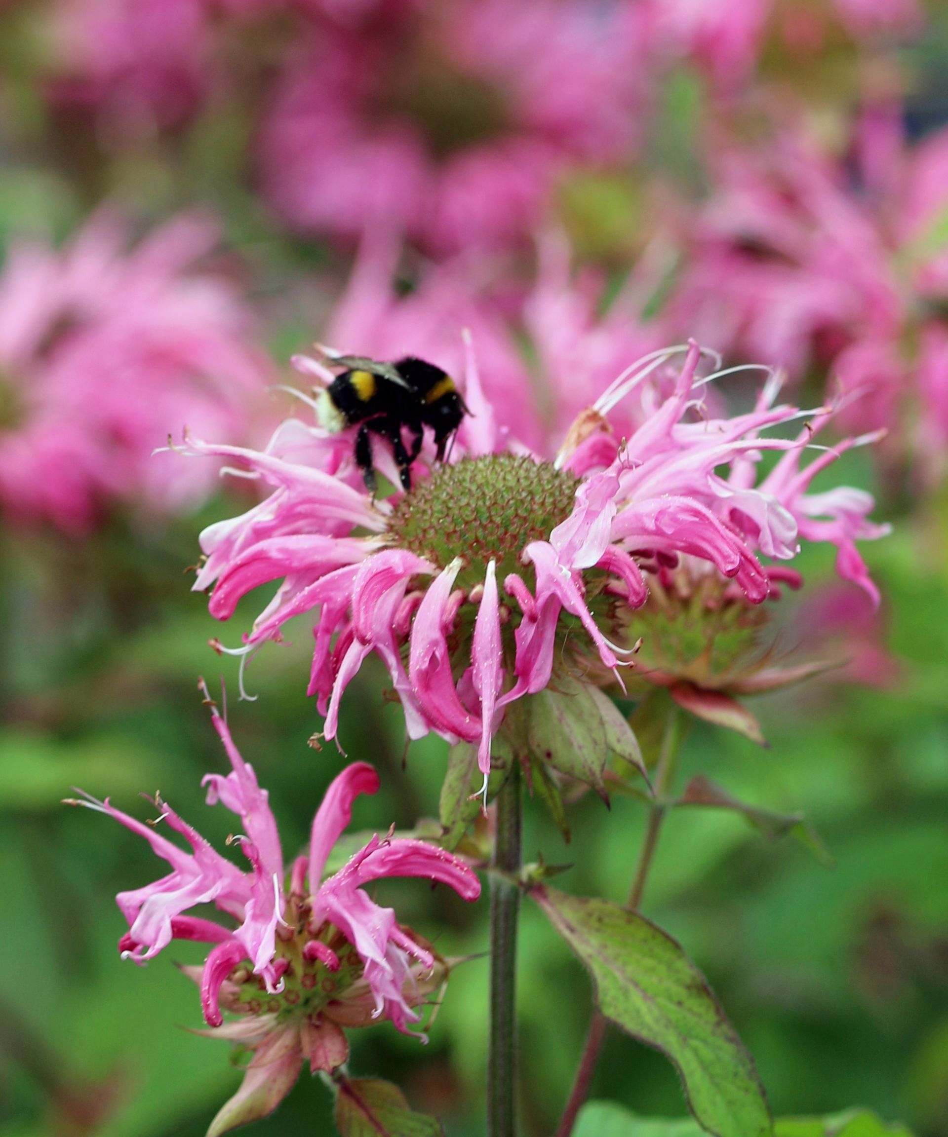How to grow bee balm – and discover why generations of gardeners have ...