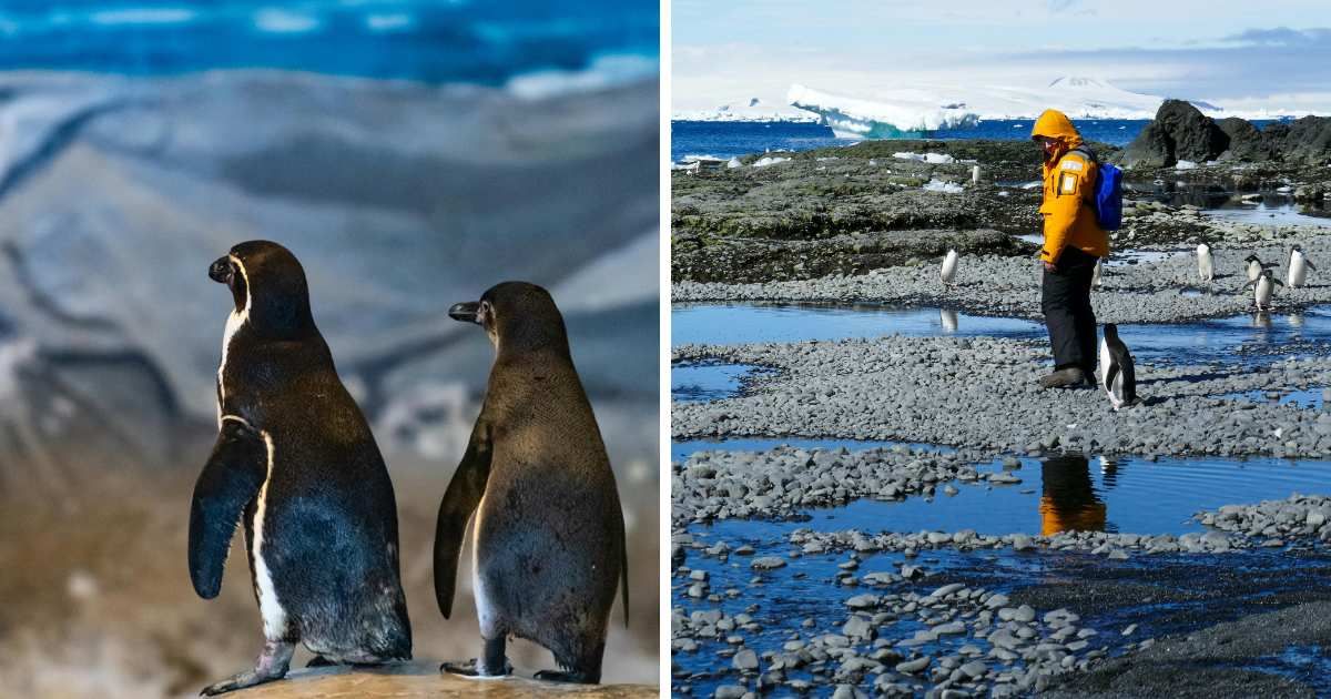 Hundreds of Mummified Penguins Found in Antarctica is a Scary Wake-Up ...