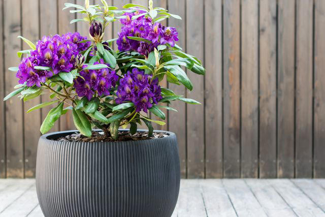 Should You Grow Rhododendron in Pots or in the Ground? We Asked ...