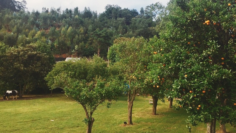 The Fast-Producing Fruit Tree That Grows Well In Warm Climates