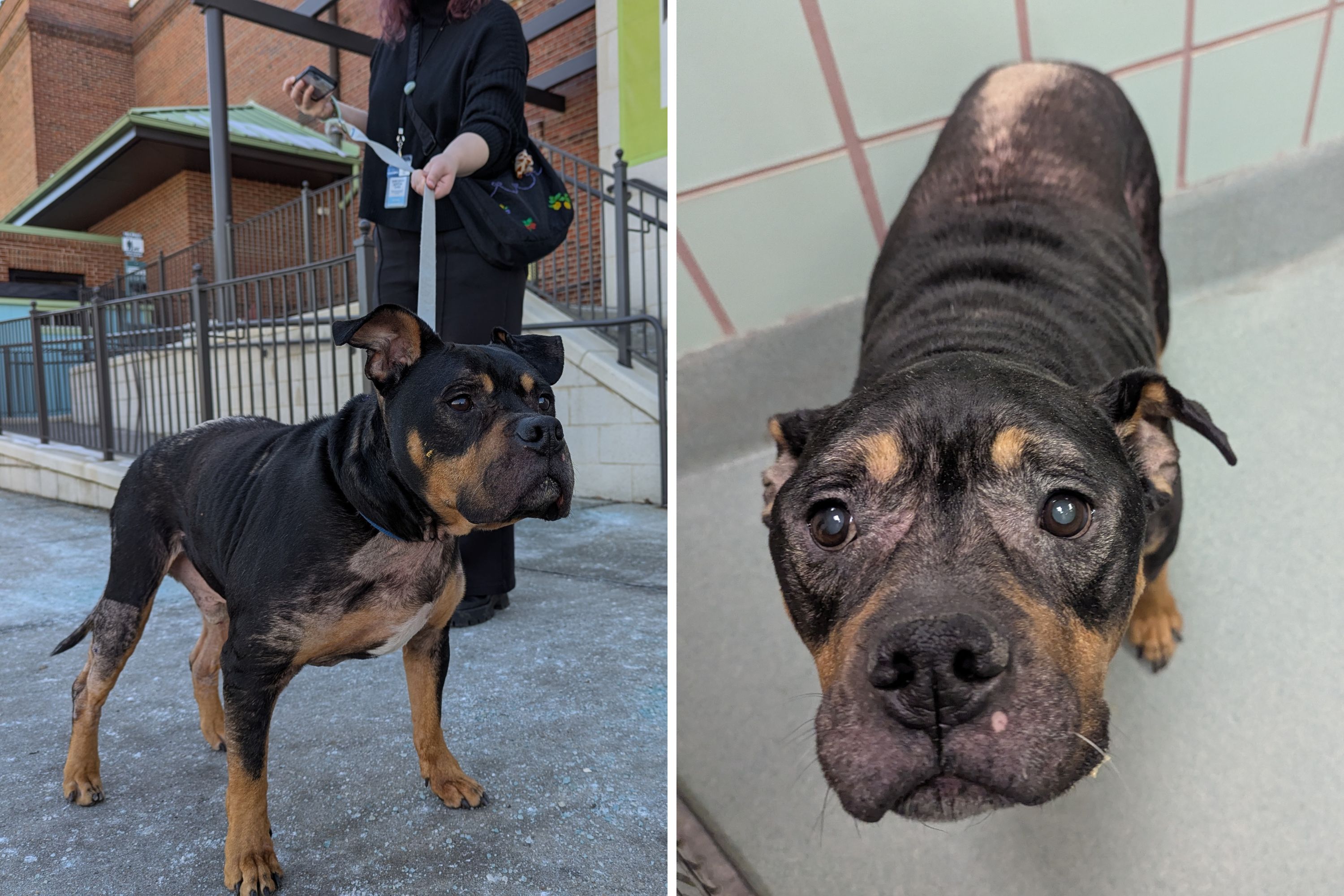 Owner Brings Senior Dog to Say Goodbye, but Vet Senses His 'Zest for Life'