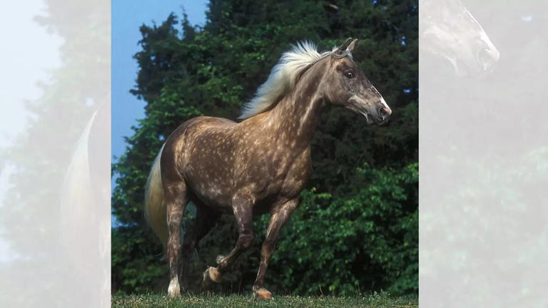 10 most beautiful horse breeds in the world