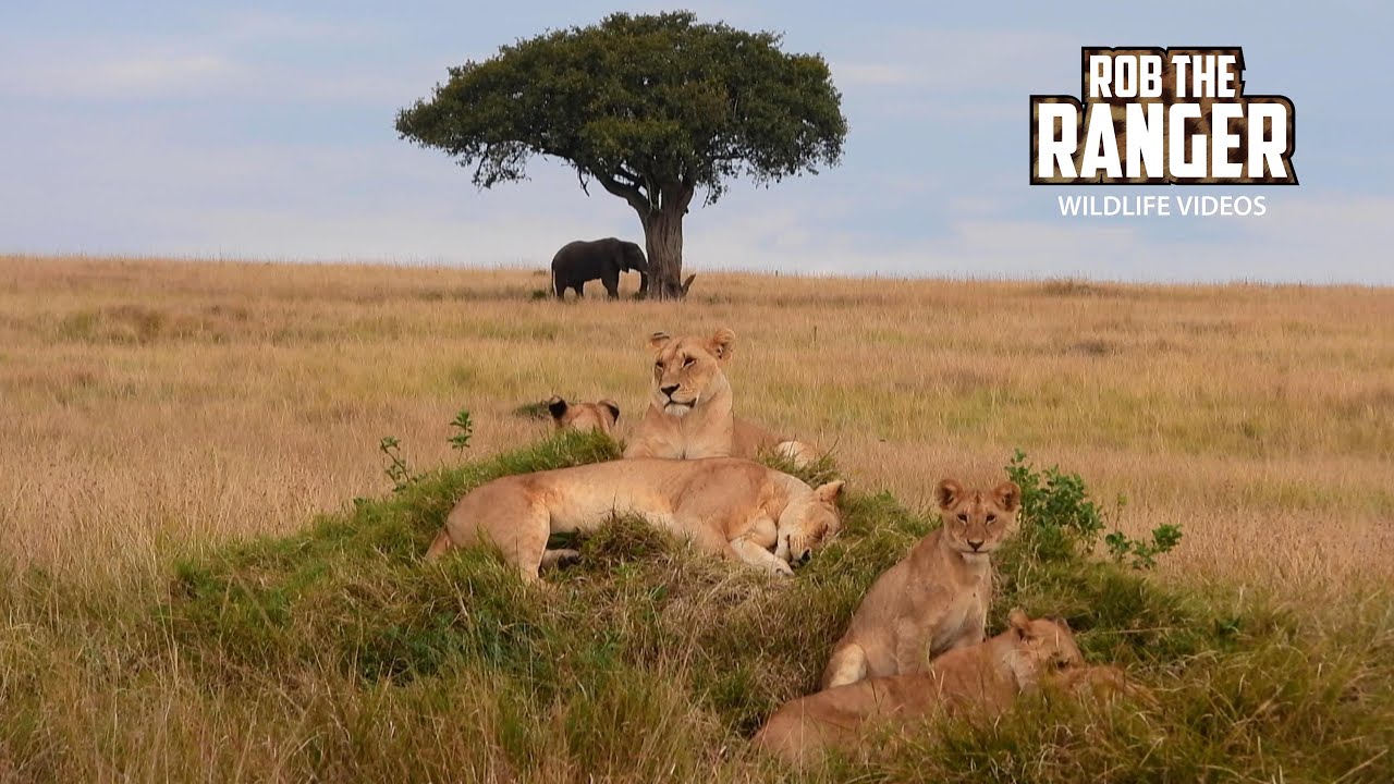 Elephants surround relaxing lion pride during intense safari encounter