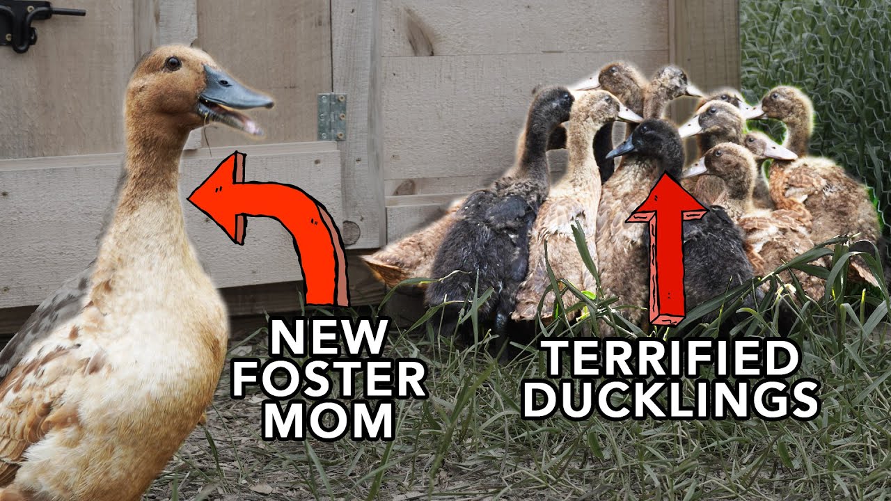A Foster Mom for Scared Ducklings