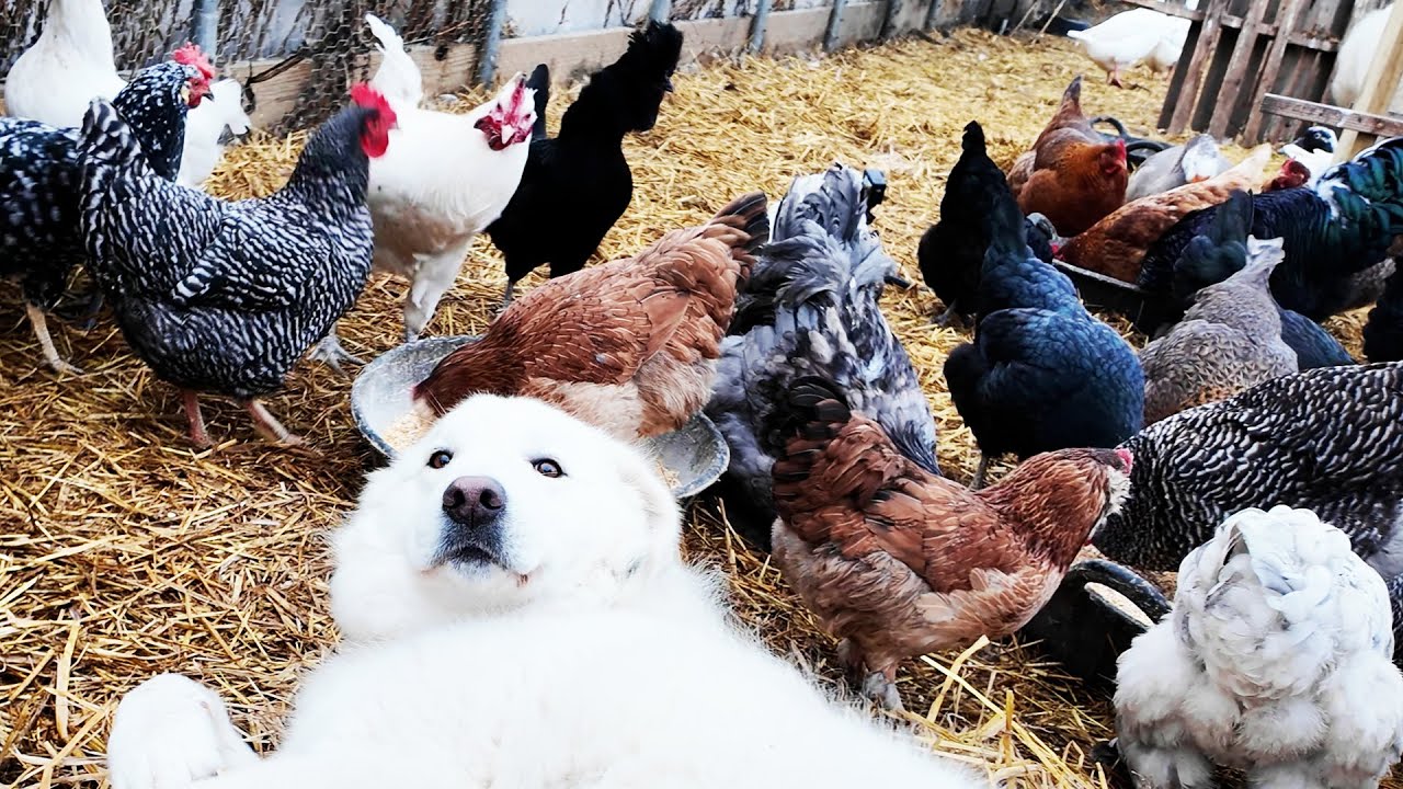Dog pretends to be chicken during farm animal antics