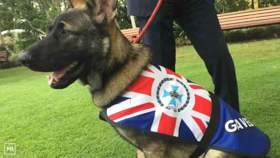 This K9 Dog in Training Was Too Nice to Be a Cop, So They Got Him a ...