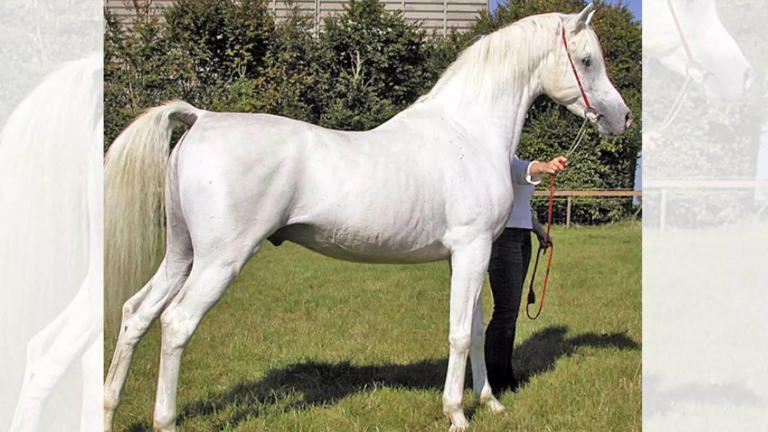 10 most beautiful horse breeds in the world