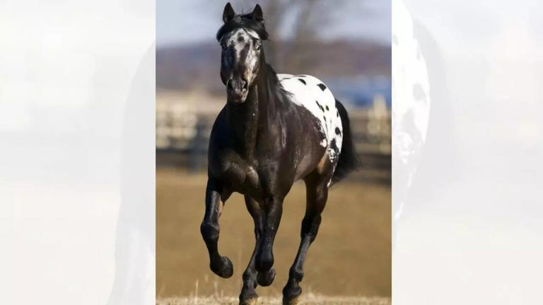 10 most beautiful horse breeds in the world