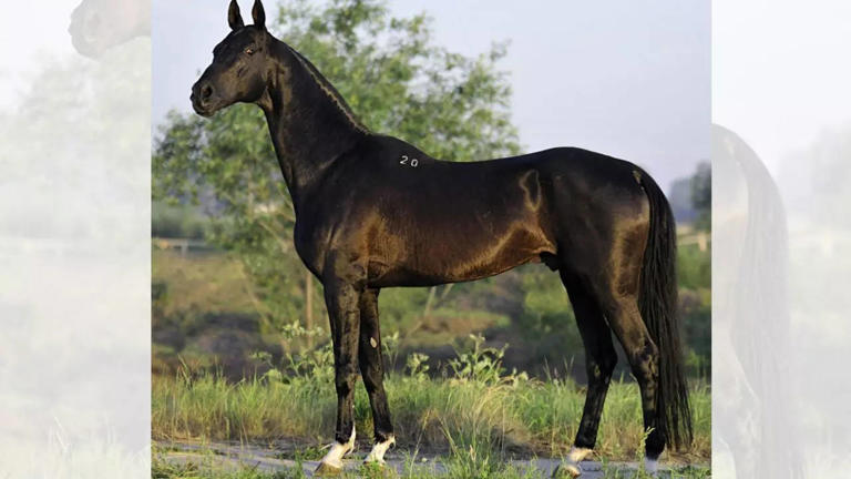 10 most beautiful horse breeds in the world