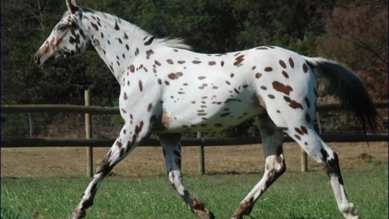 10 most beautiful horse breeds in the world