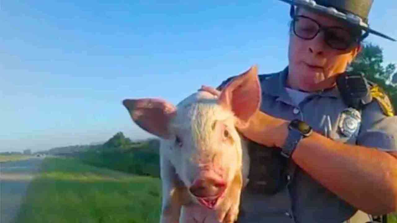 Happy ending! Pig jumps off truck, is rescued, and escapes slaughter ...