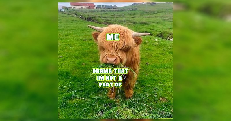 25+ Adorable Cow Memes Leaving You Wanting MOOre