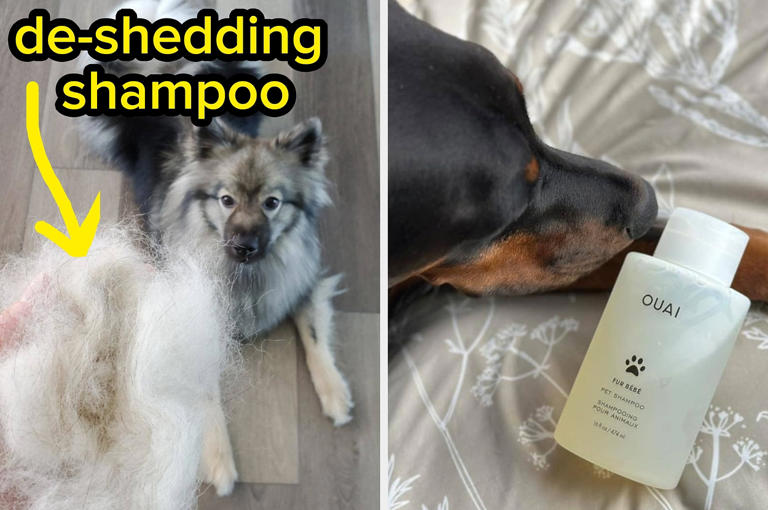 20 Dog Shampoos For Their Next Bathtime