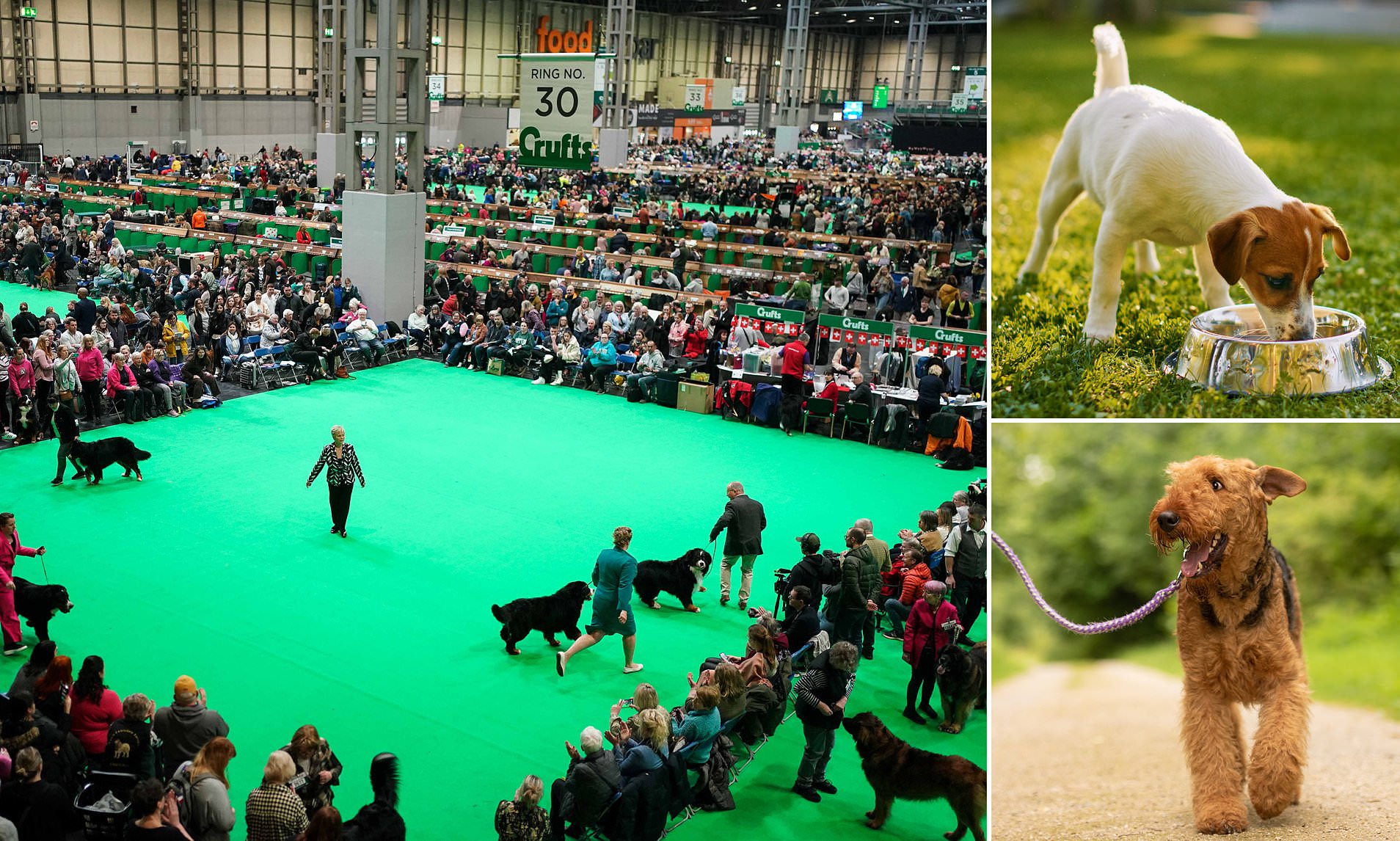 Revealed: The historic British dog breeds facing an uncertain future