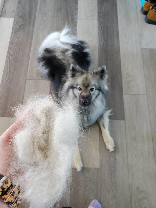 20 Dog Shampoos For Their Next Bathtime