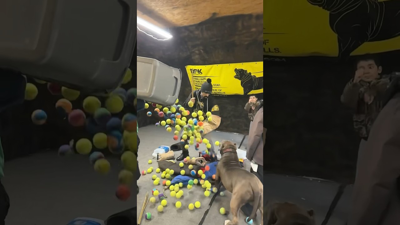 Watch The Incredible Restraint This Pitbull Shows Protecting His Brother