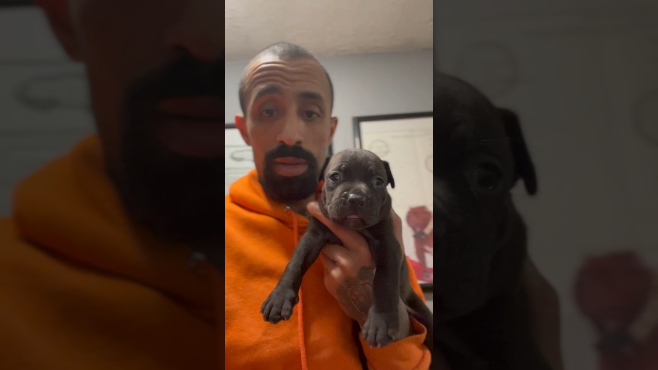 A rare puppy that stands out from the rest