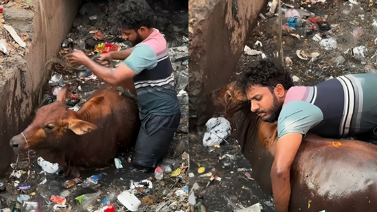 Man goes above and beyond to rescue helpless cow stuck in drainage ...