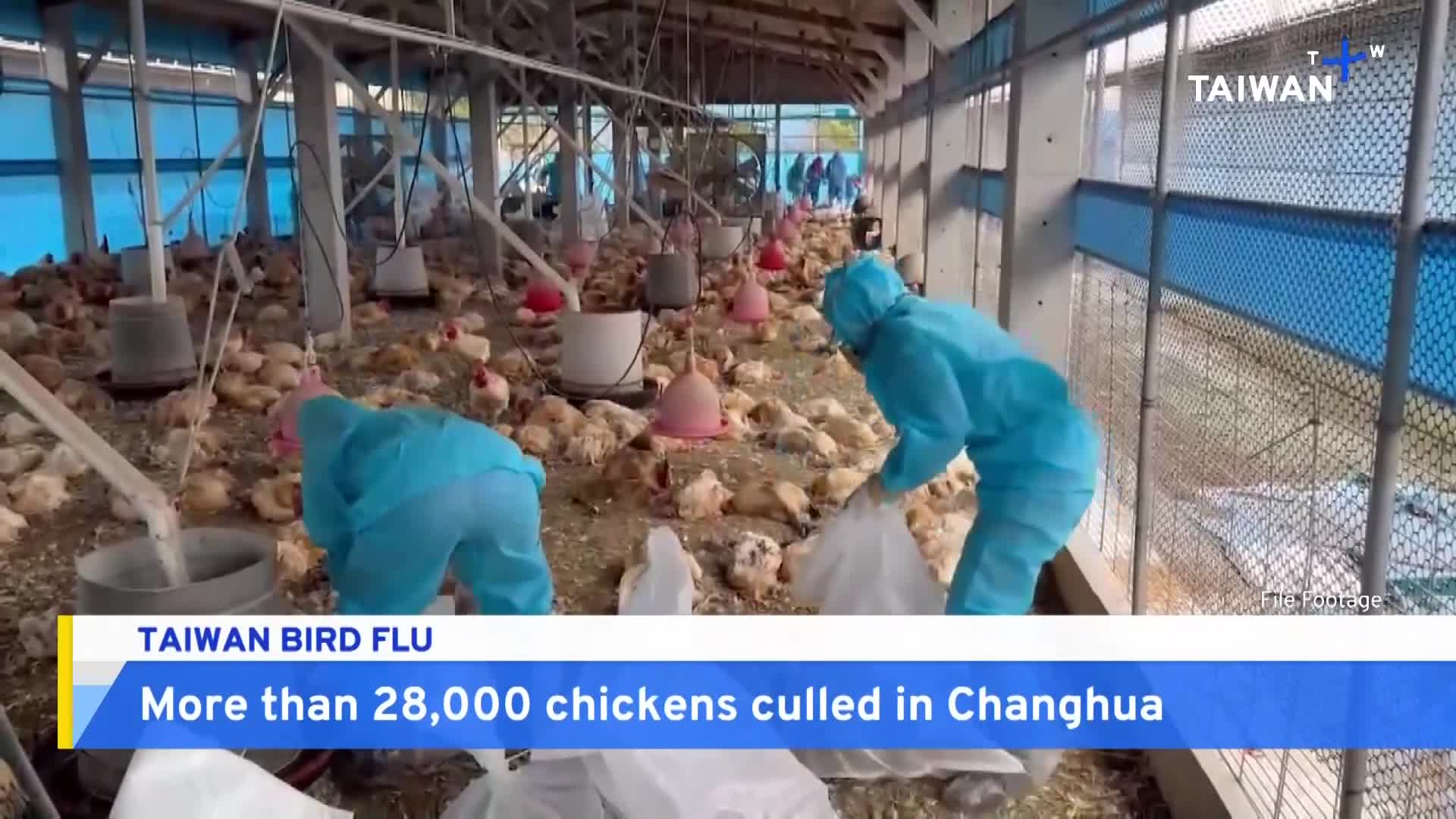 Deadly Avian Flu Prompts Mass Chicken Culling in Taiwan - TaiwanPlus News
