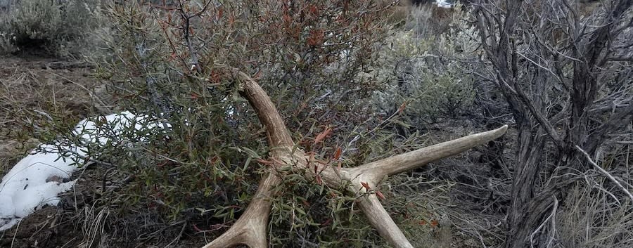 New rule means nonresidents need Idaho big game hunting license to ...