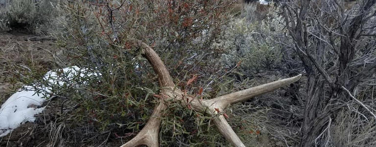 New rule means nonresidents need Idaho big game hunting license to ...