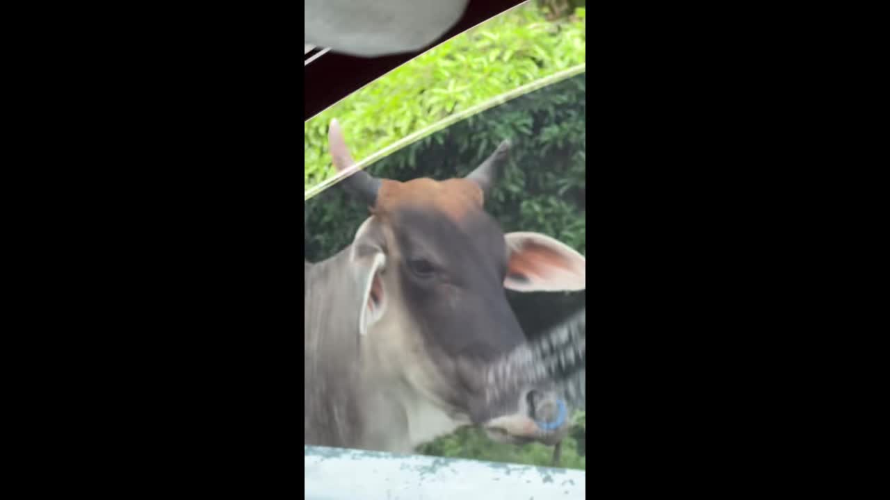 Cow appears to give directions by shrugging its head in Malungon ...