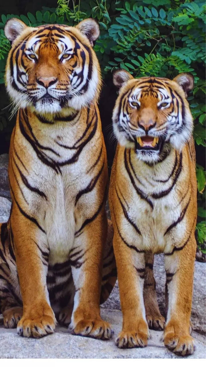 8 most famous tiger parks in India for wildlife lovers