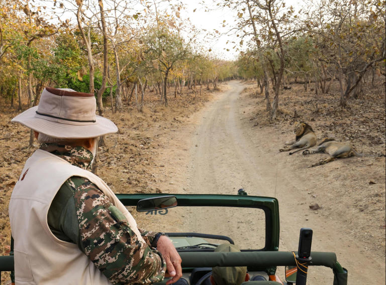 Lion safari, photography and wildlife: Stunning glimpses from PM Modi's ... Lion safari, photography and wildlife: Stunning glimpses from PM Modi's ...