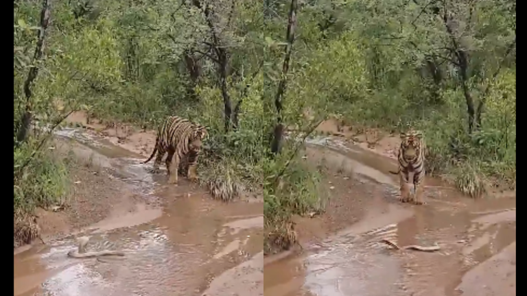 Ever Seen A Scared Tiger? Video Shows Big Cat Stepping Back From Fear ...