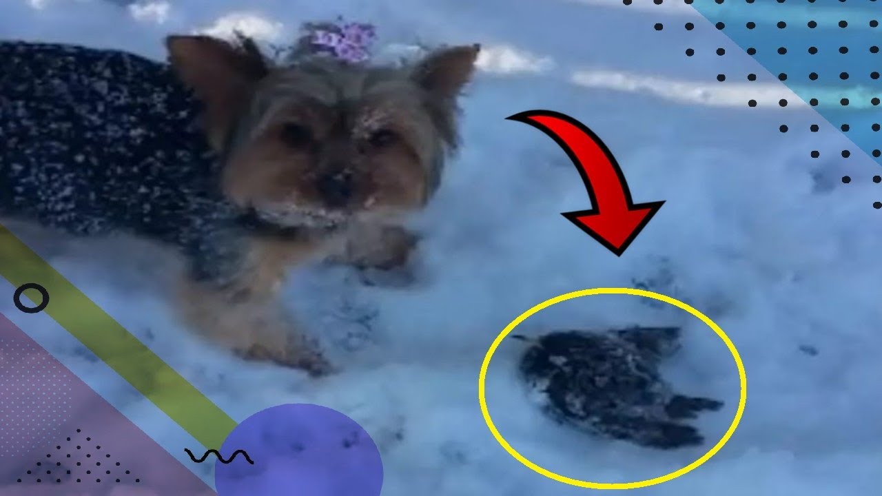 Hero dog saves life by alerting mom after hearing danger under snow