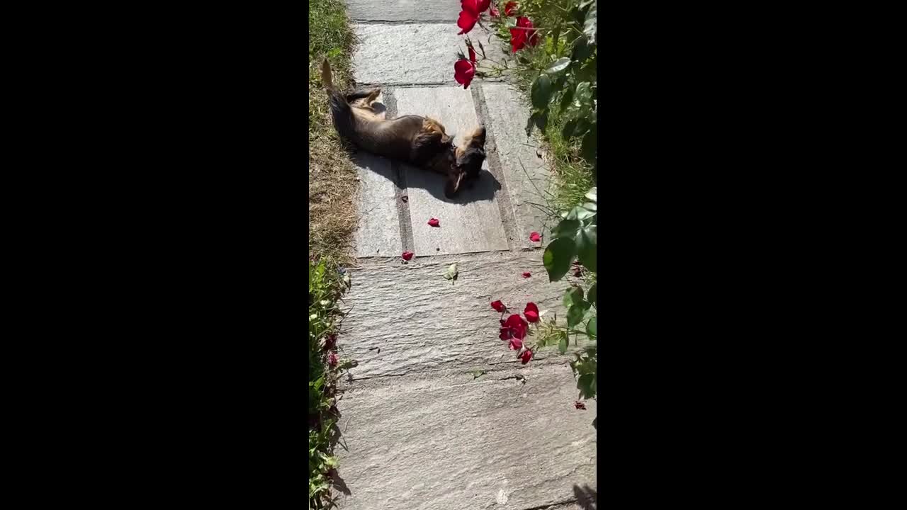 Dog pretends to be innocent after making a mess in Gravere, Italy
