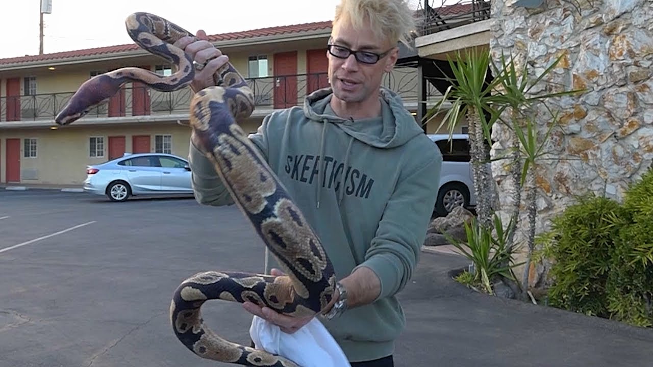 "I got fed up with poorly parked cars, so I put snakes on them!"