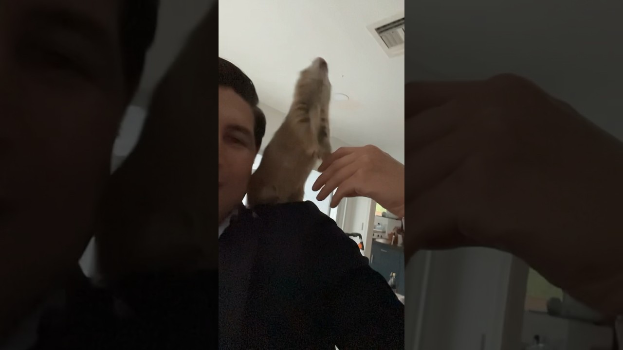 Prairie Dog's Happy Wahoo