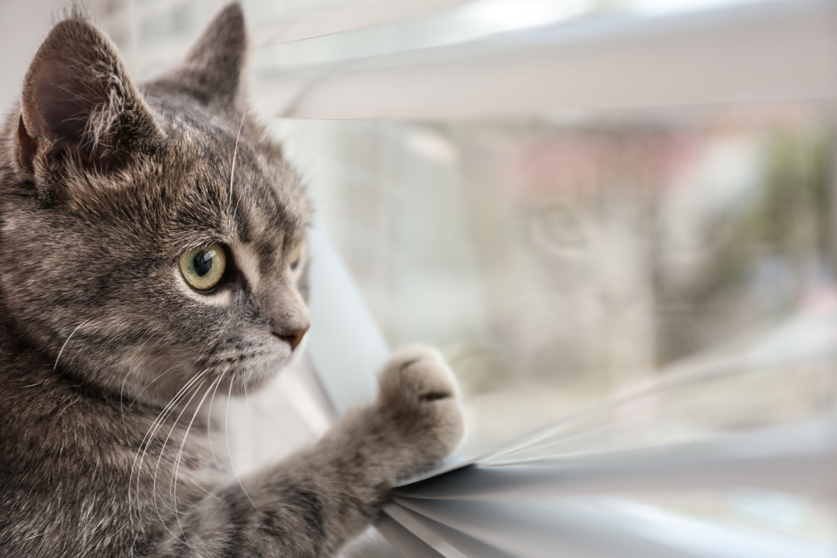 Nosy Cat Peers Out Window Curtain Like They're Looking for the Town's ...