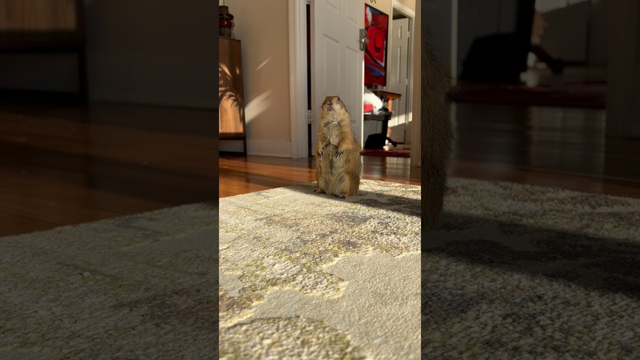 Prairie dog is not ready to start the day