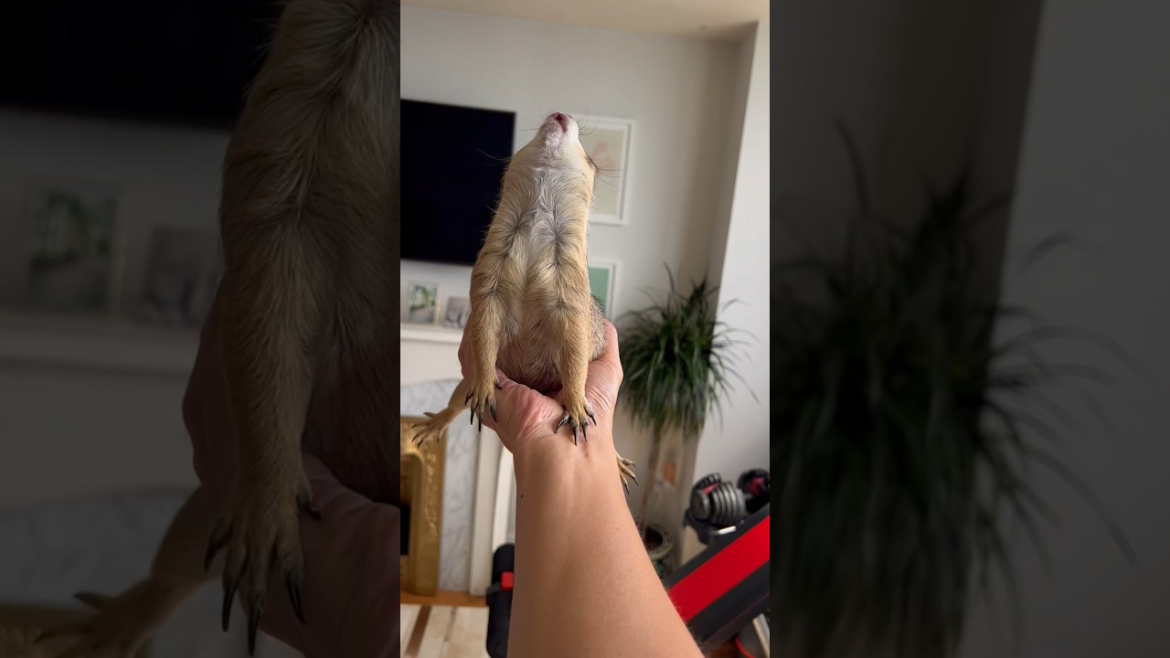 "Poppy the Prairie Dog: Jump, Bark, Wahoo Compilation"